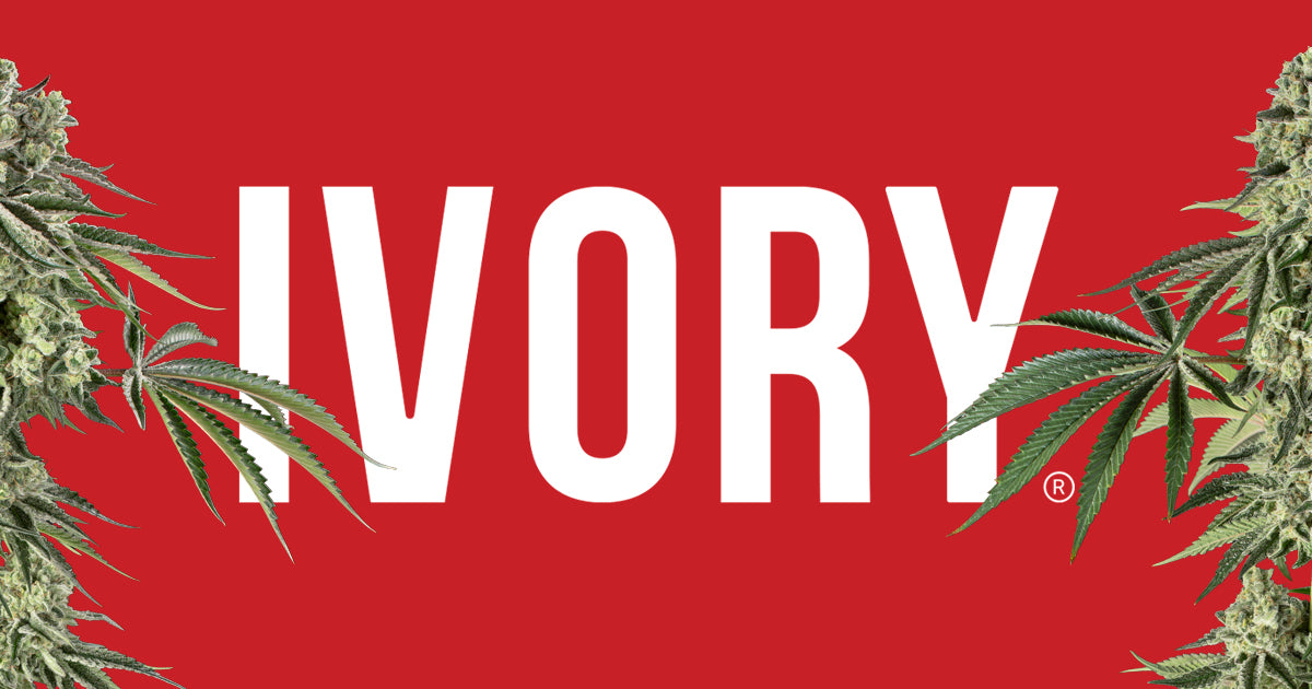 IVORY | Achat CBD premium | N°1 en France – Ivory
